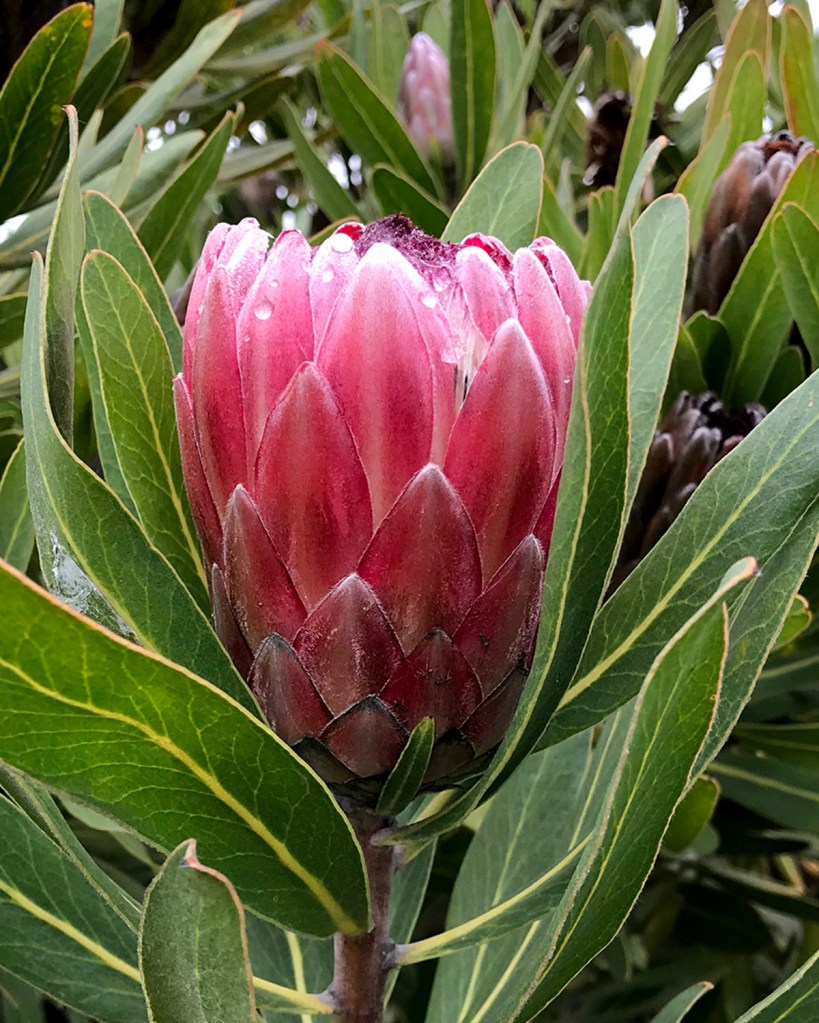 miniature flowers – nancyland.com